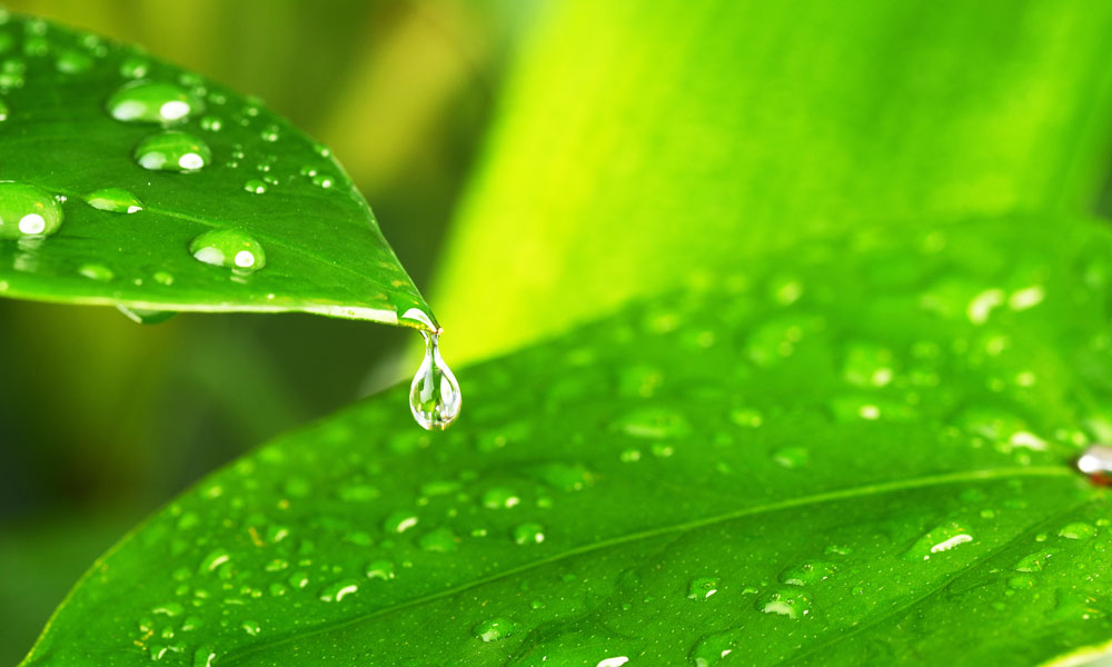 Eco Dry Cleaning | Nice Stitches